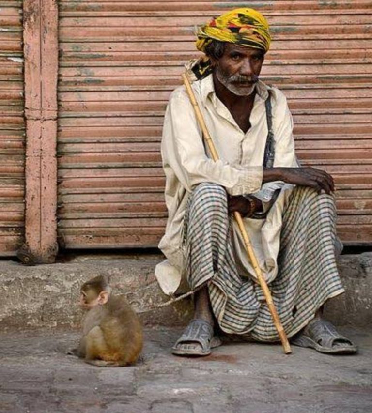 Wild animals are free creatures. Monkey wala baba (A monkey man)